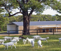 Main Ridge Dairy (Main Ridge) - Food & Drink