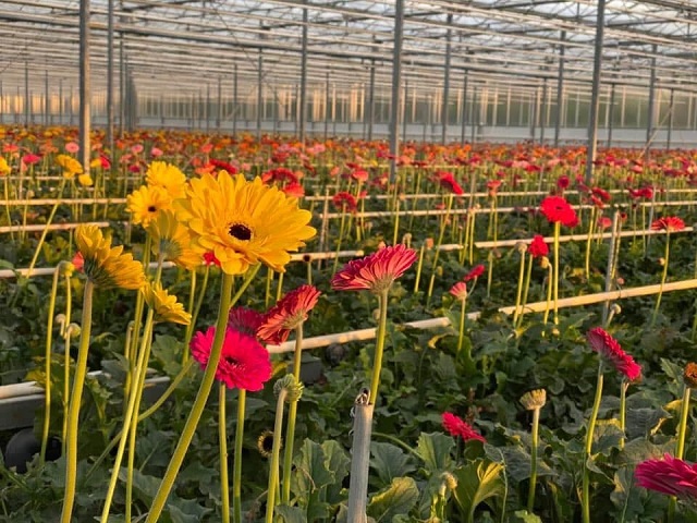 The Big Bouquet Gerbera and Alpaca Farm (Healesville) - Nature